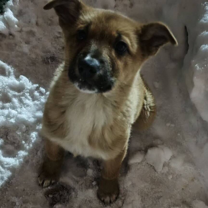 Щенок в добрые руки