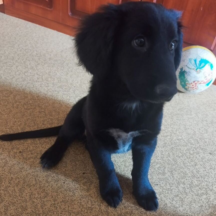 Собака в добрые руки русский спаниель щенок