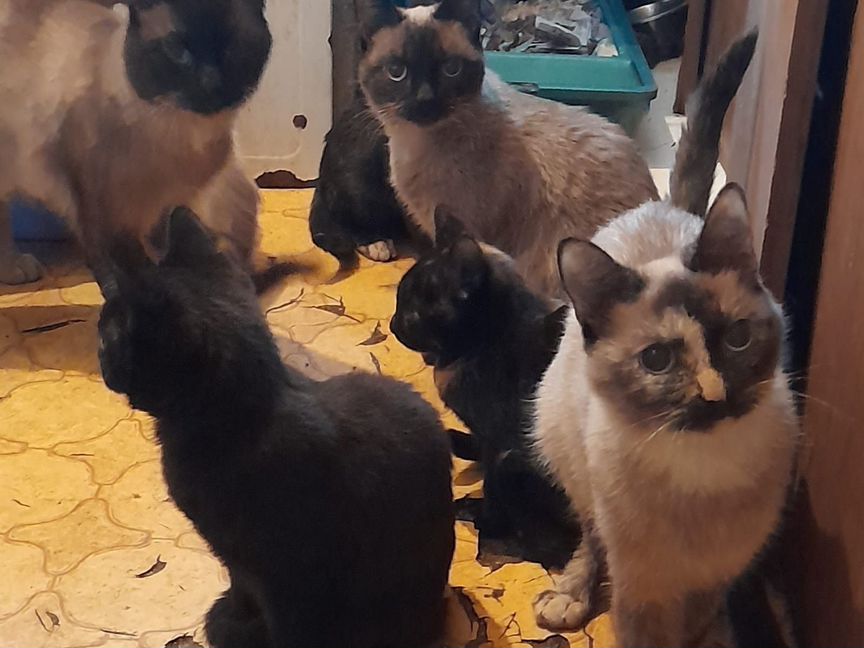 Котята-подростки в добрые руки