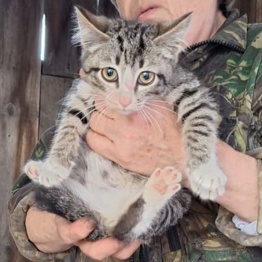 Кошка спасла своего котёнка, ищем дом Малышу