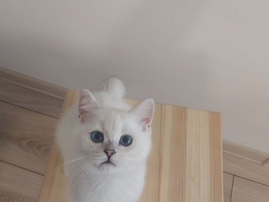 Котик британской шиншиллы