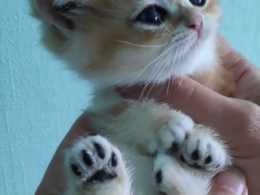 Элитные золотые котята