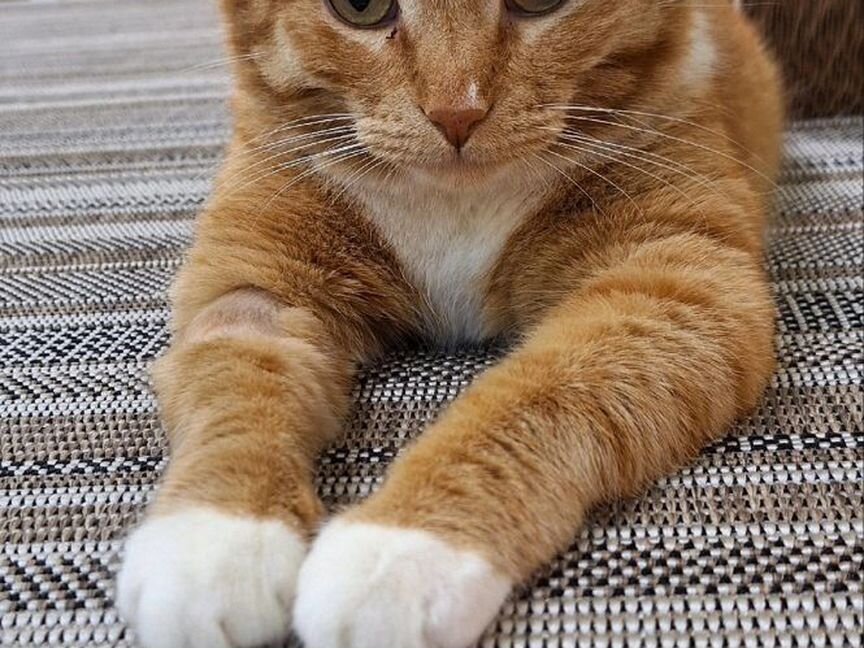 Котик Янтарь ищет дом