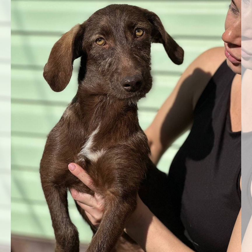 Щенок в добрые руки