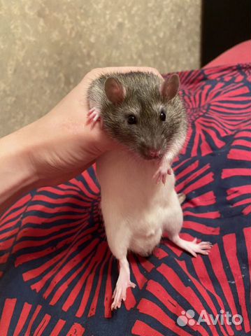 Крысята 3.5 месячные даром