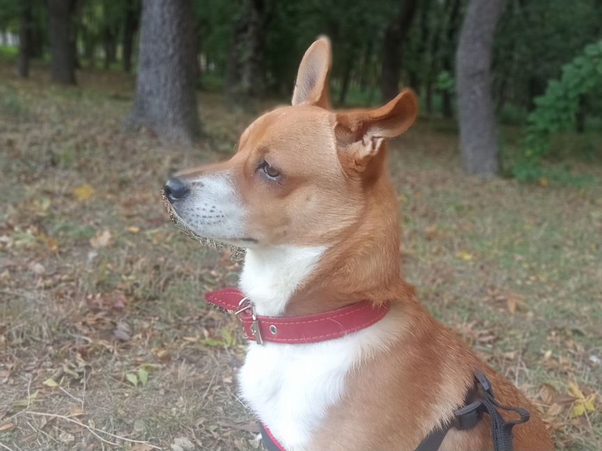 Вязка, кобель. Кобель - дворняга