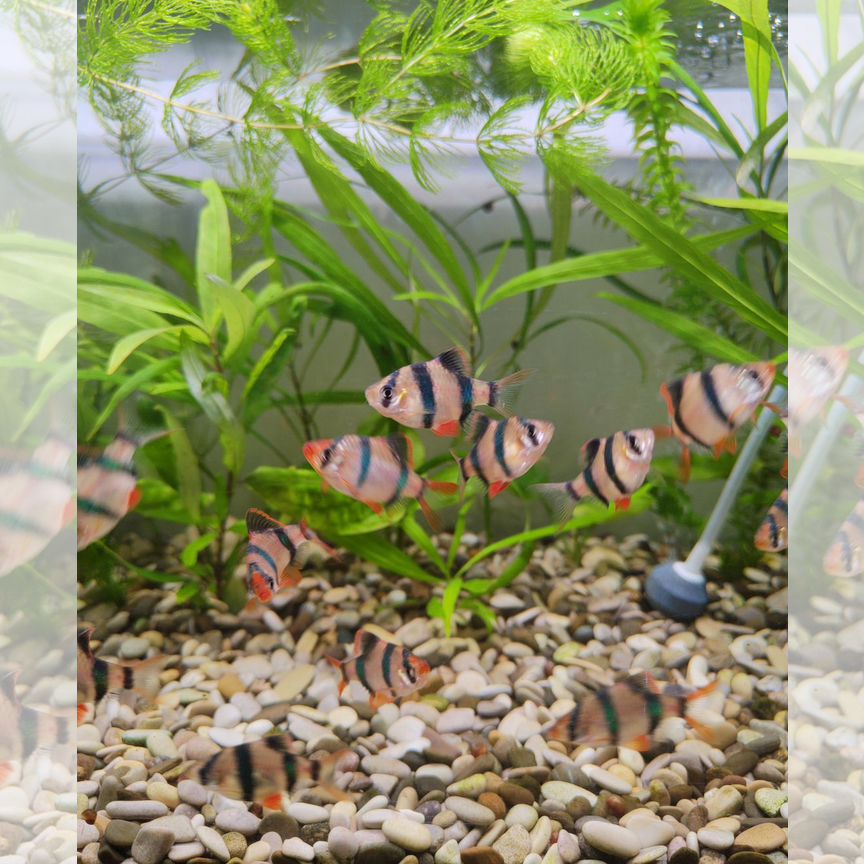 Барбус суматранский