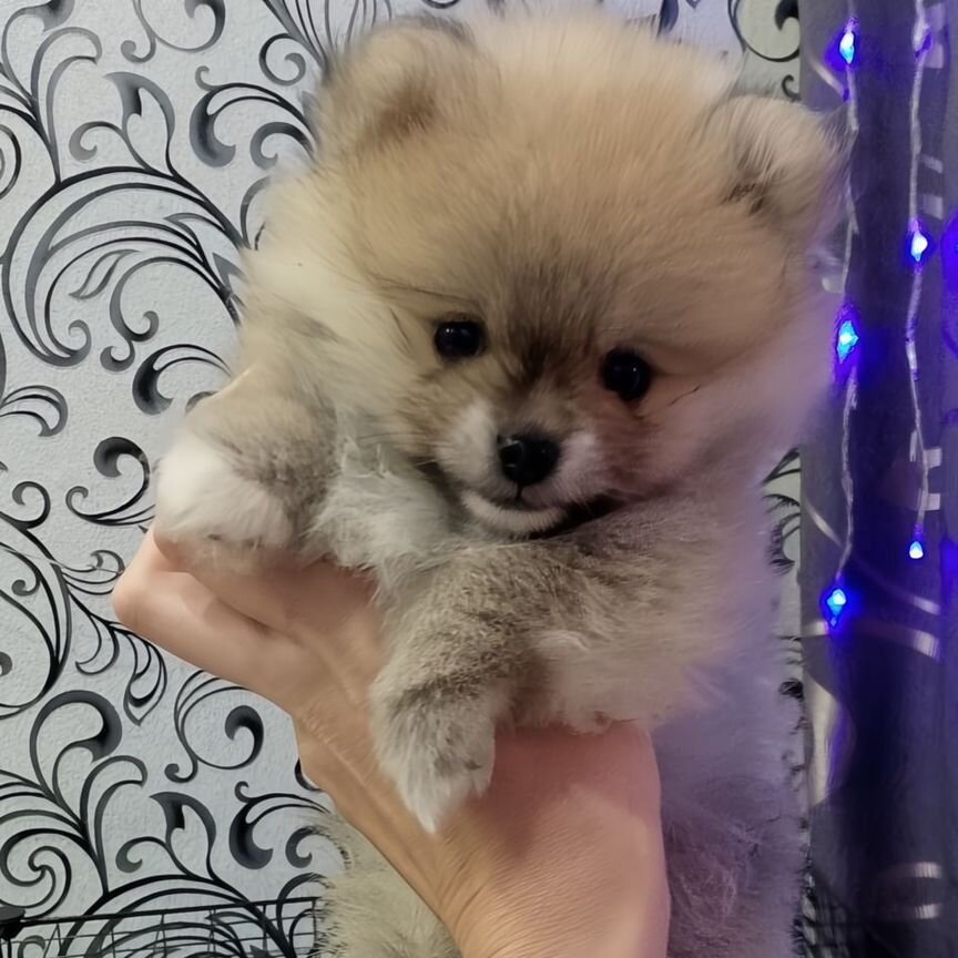 Немецкий шпиц, щенок