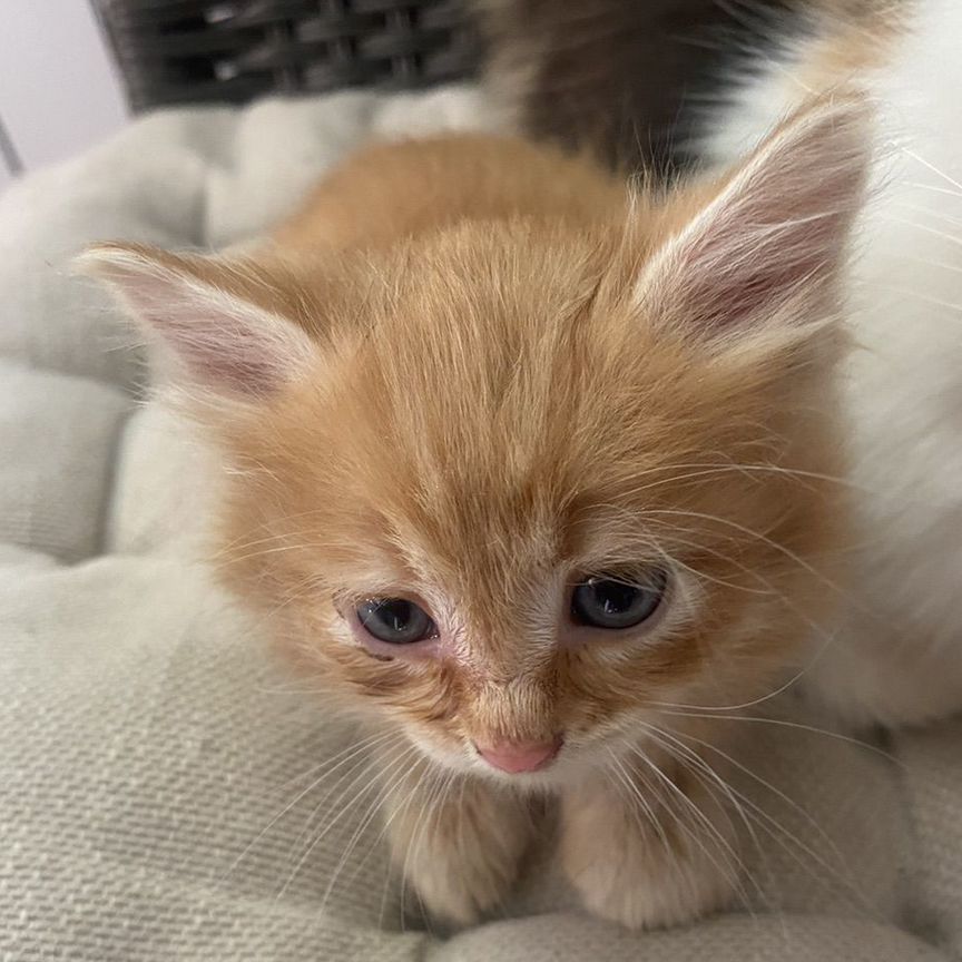 Пристрою в добрые руки