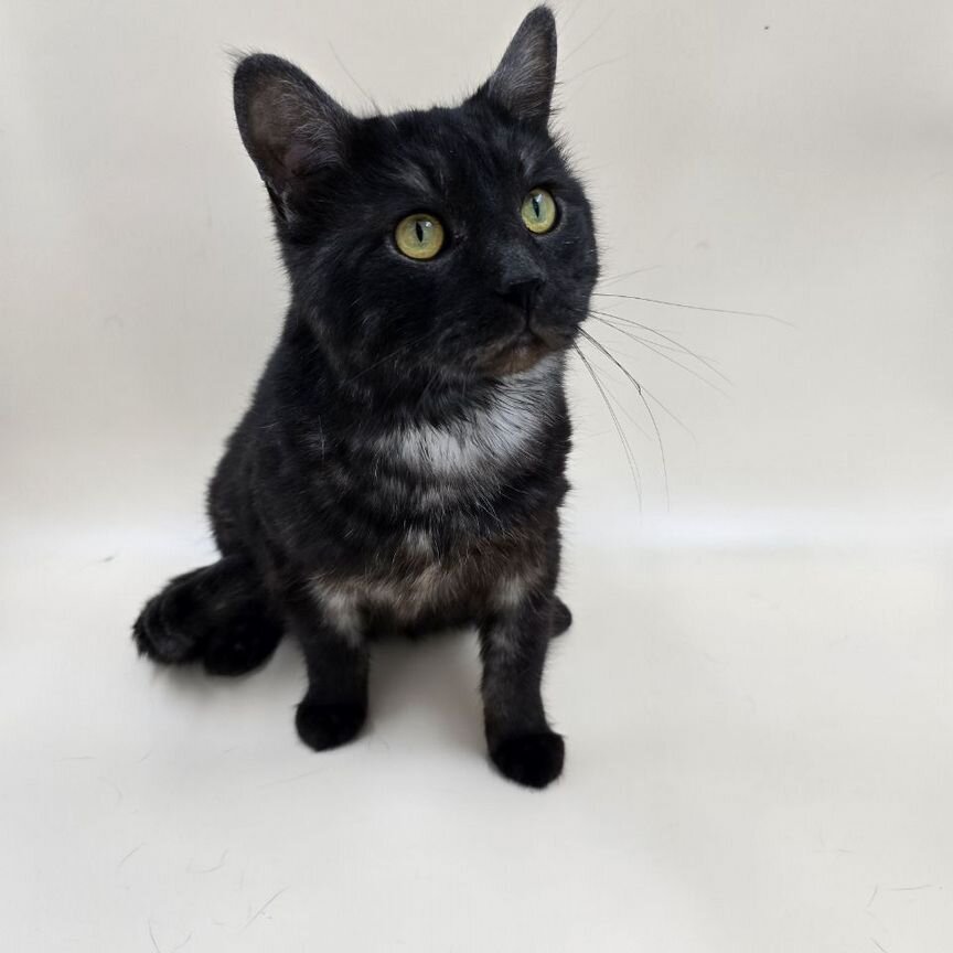 Кот в добрые руки. Бесплатно