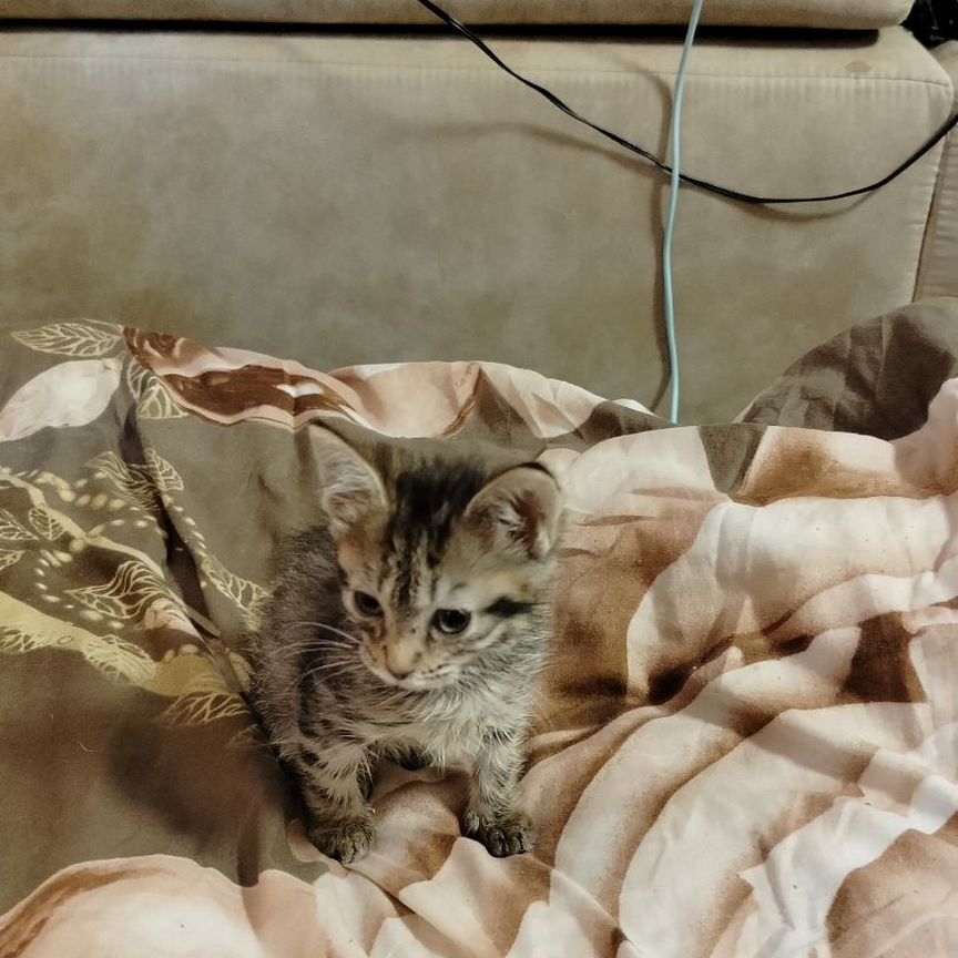 Котенок курильского бобтейла