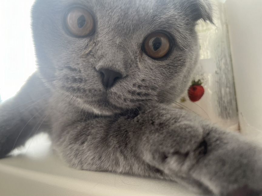 Шотландская вислоухая кот вязка