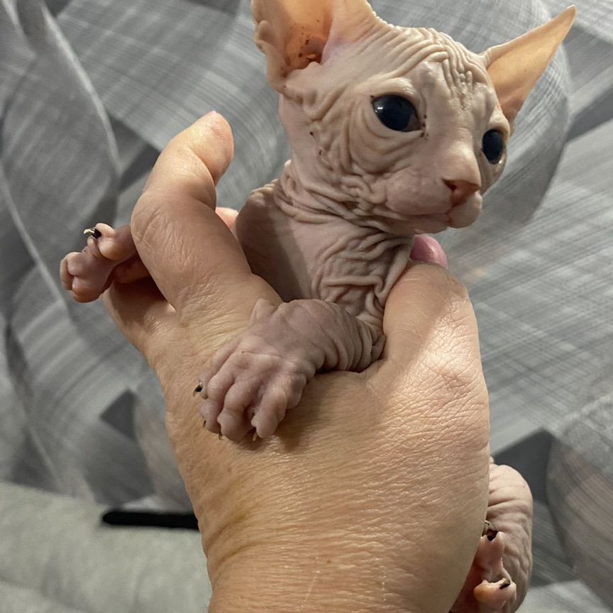 Канадский сфинкс