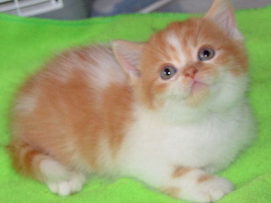 Красный Британский Котик