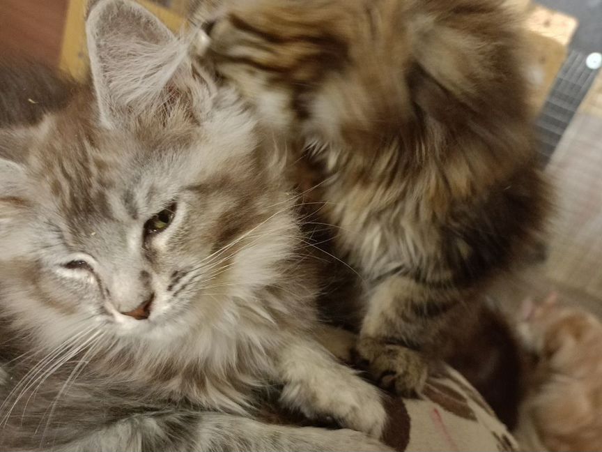 Котята мейн-кун
