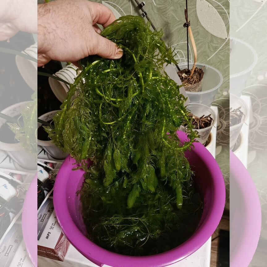 Аквариумные рыбки и растения