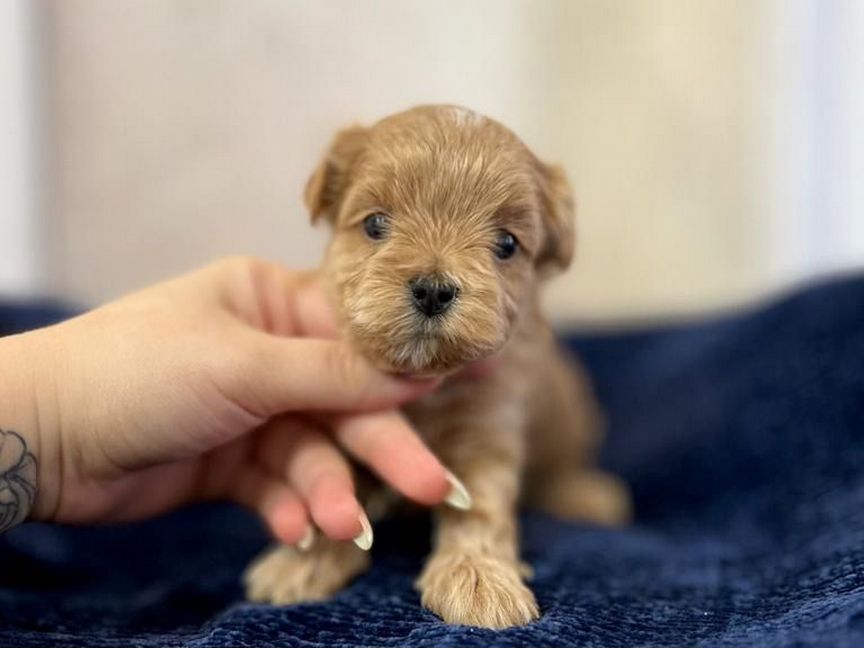 Мальтипу f1 mini