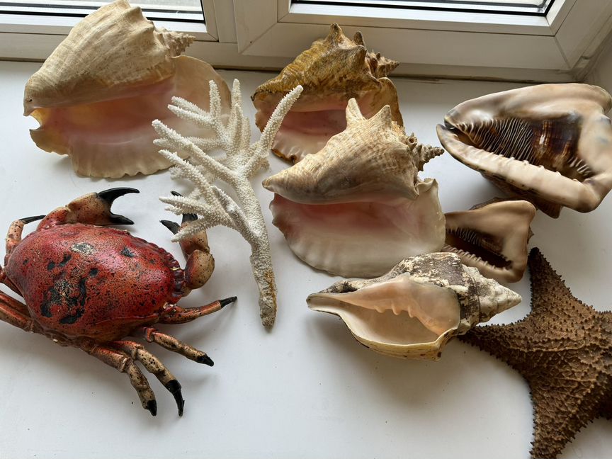 Морские ракушки раковины, краб, морская звезда