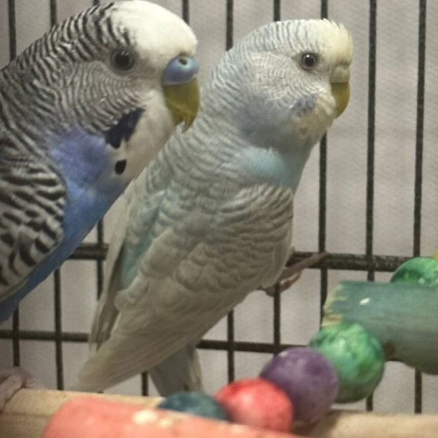 Пара волнистых попугаев