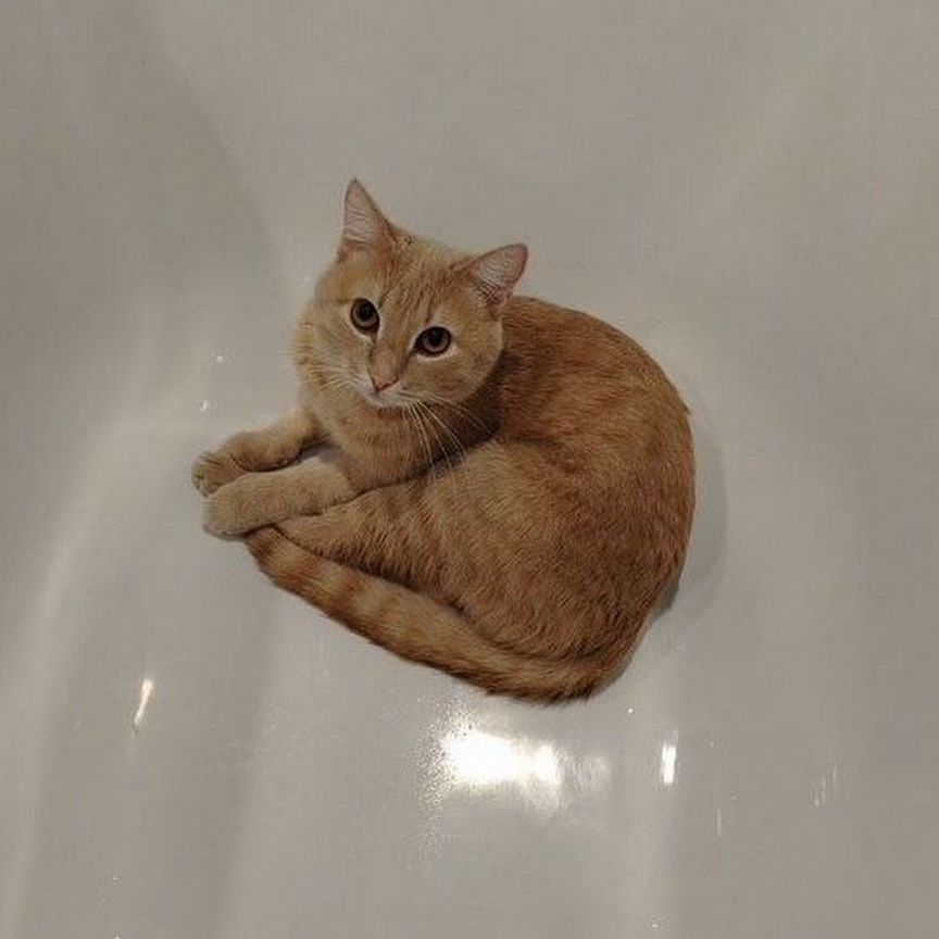 Отдам кота в добрые руки