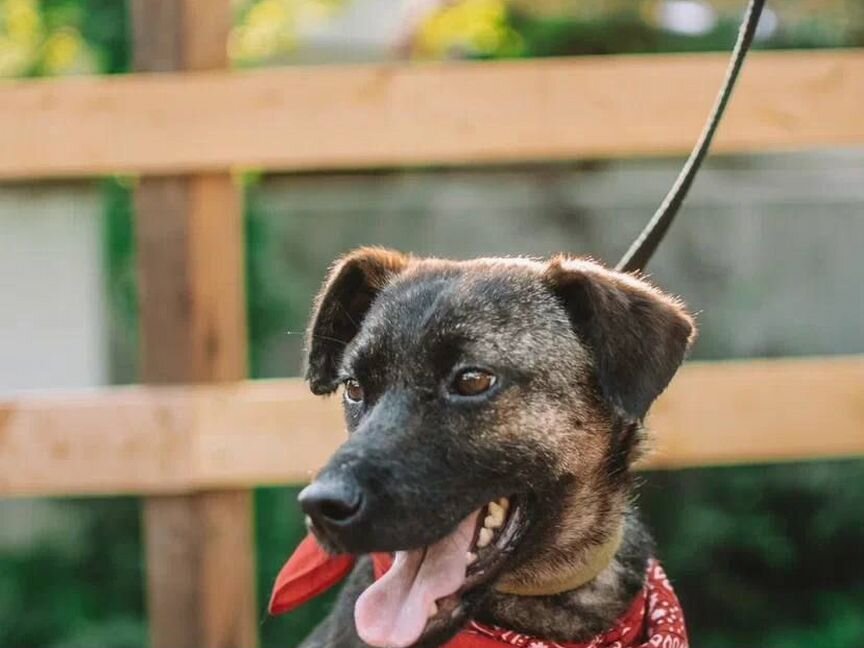 Пугливая собачка ищет дом