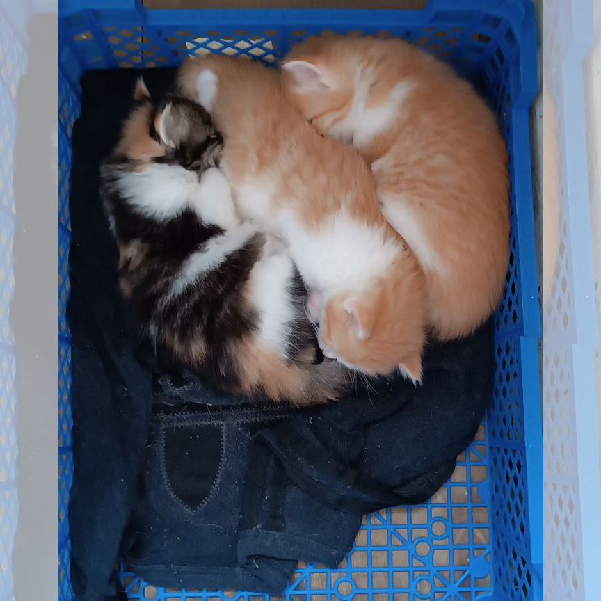 Котёнок в добрые руки