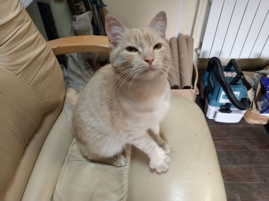 Кошка мышеловка Бусинка ищет дом