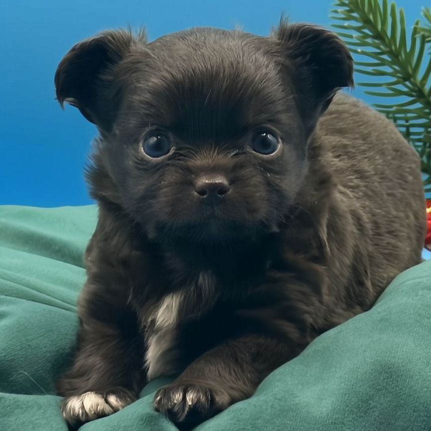 Чихуахуа, щенок