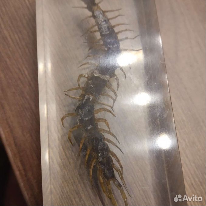 Сколопендра