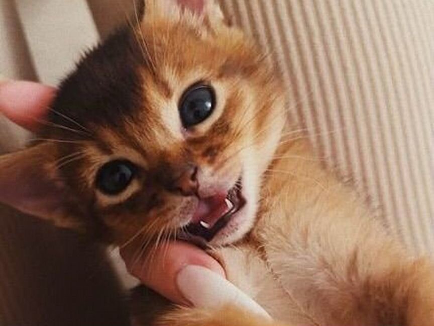 Абиссинский котенок