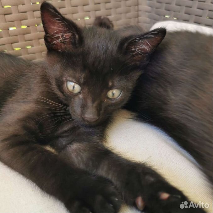 Котик 2 мес, абсолютно чёрный и гладкощерстный