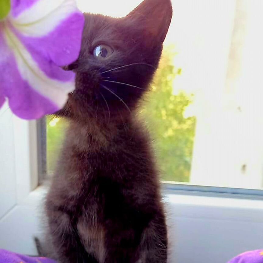 Снежок в добрые руки