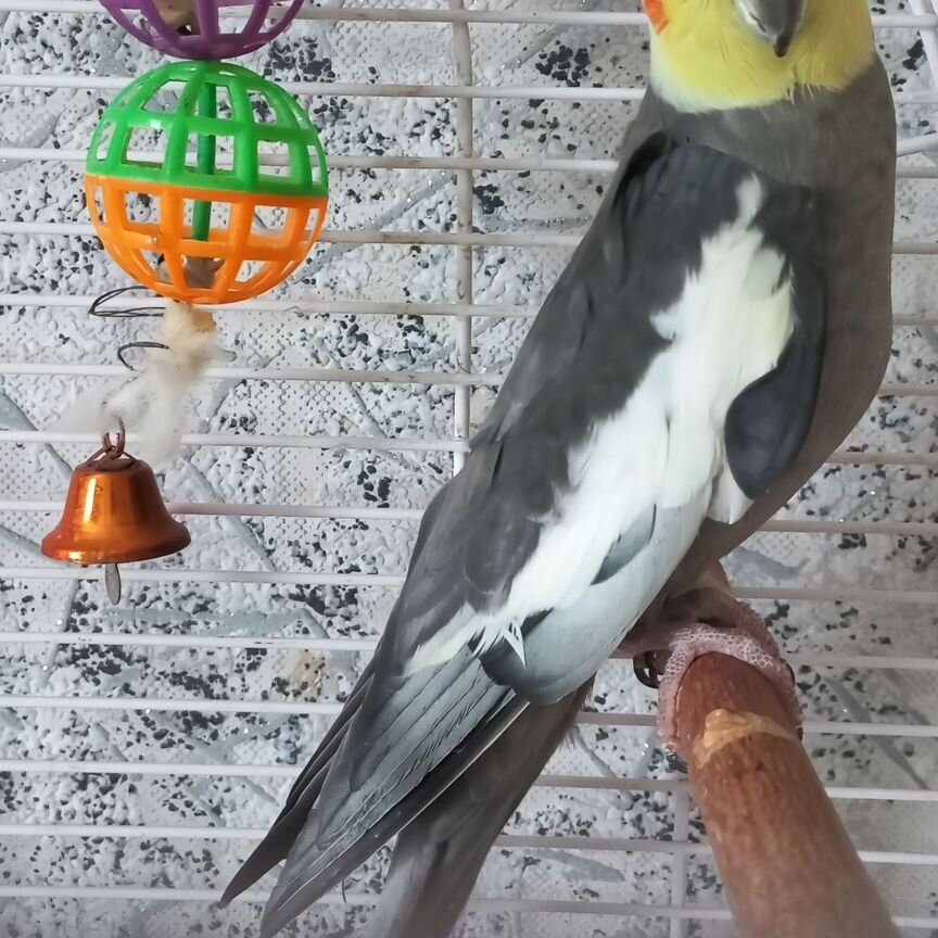 Попугай корелла с клеткой