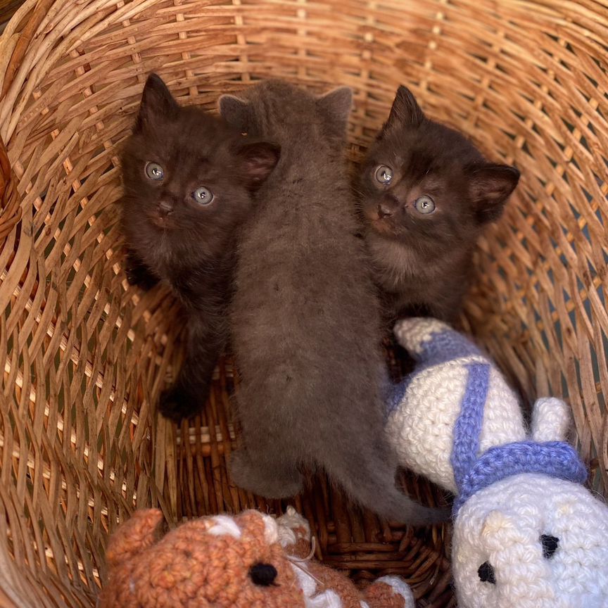 Котята в добрые руки