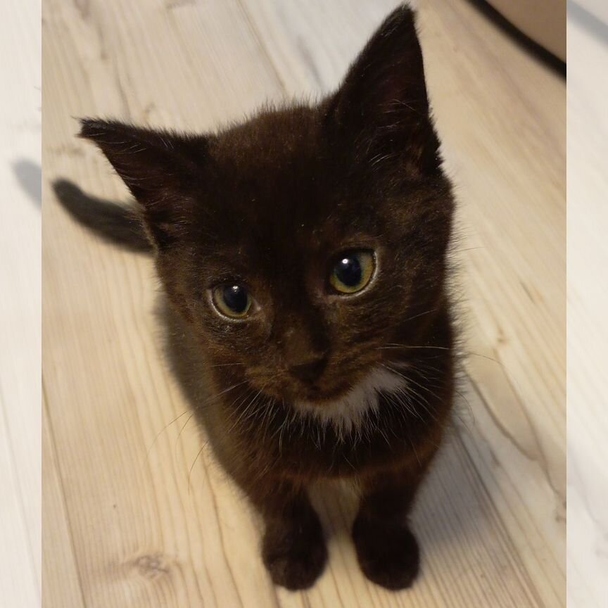Котенок ищет семью, бесплатно