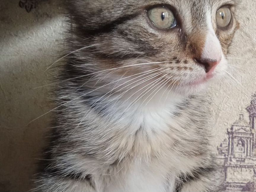 Котенок в дар
