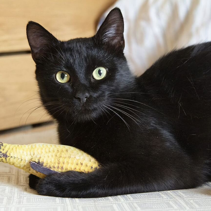 Котика выкинули в коробке на парковку