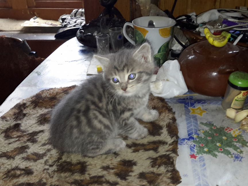 Бесплатно. Маленькие котята ищут дом