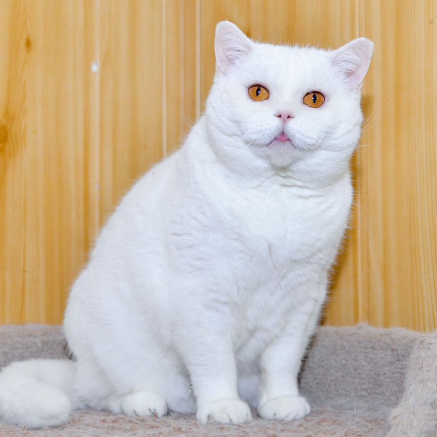 Британская девочка