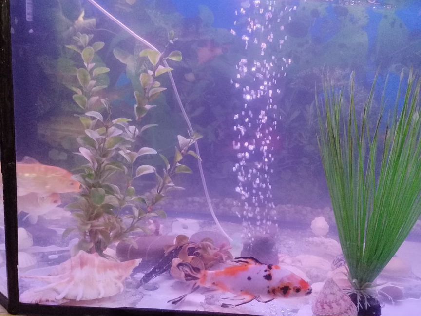 Рыбки карпы кои