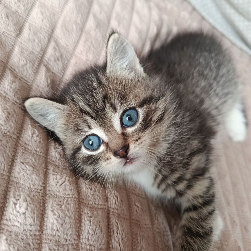 Котёнок в добрые руки