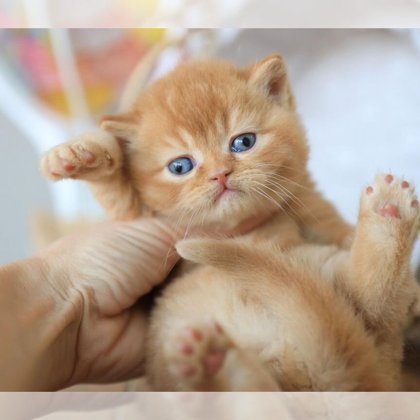 Шикарный британский котёнок