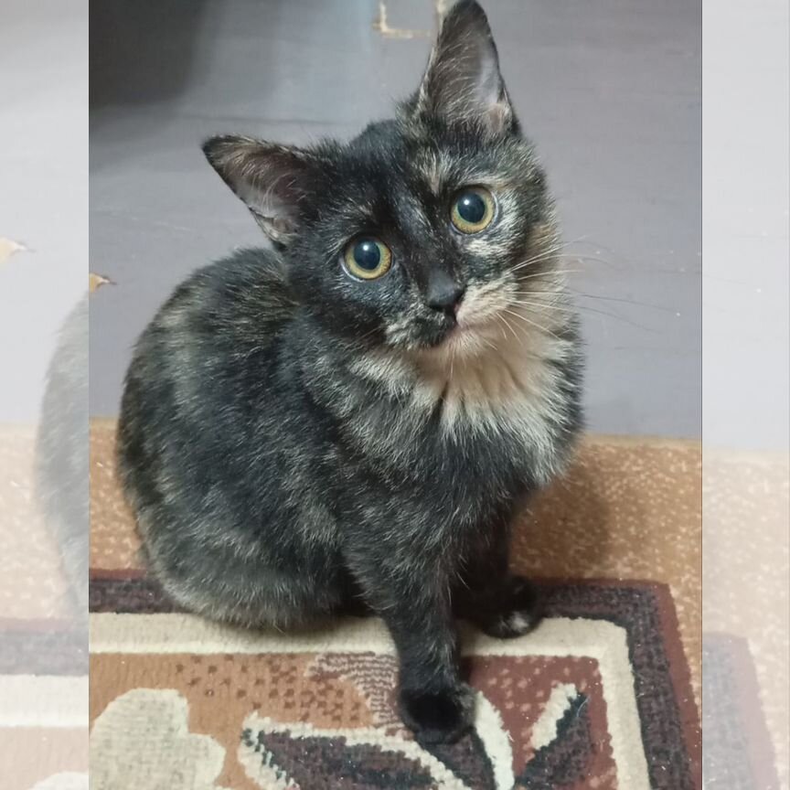 Кошечка