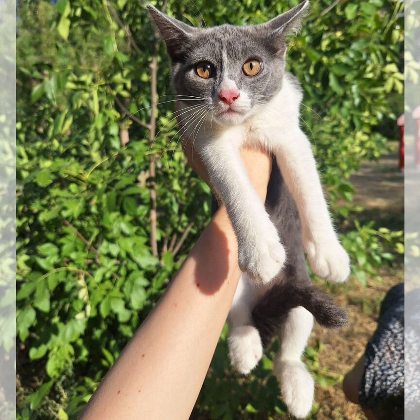 Ласковые котята в добрые руки
