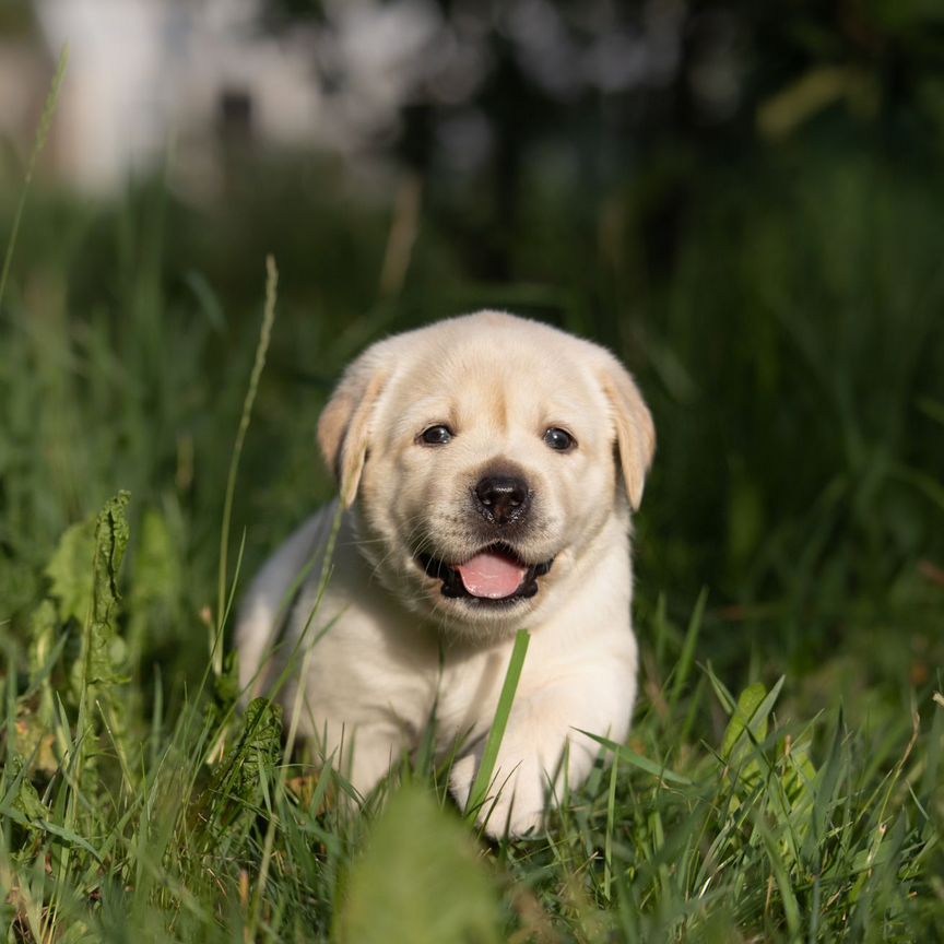 Щенки Лабрадора РКФ
