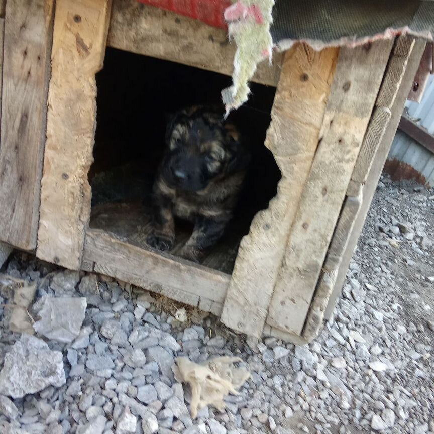 Щенок в добрые руки бесплатно