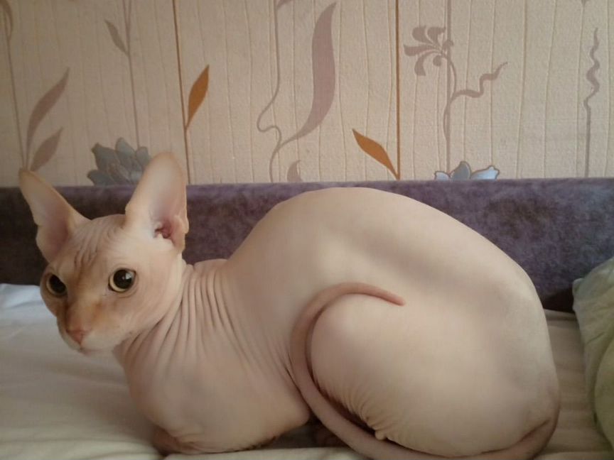 Кот вязка