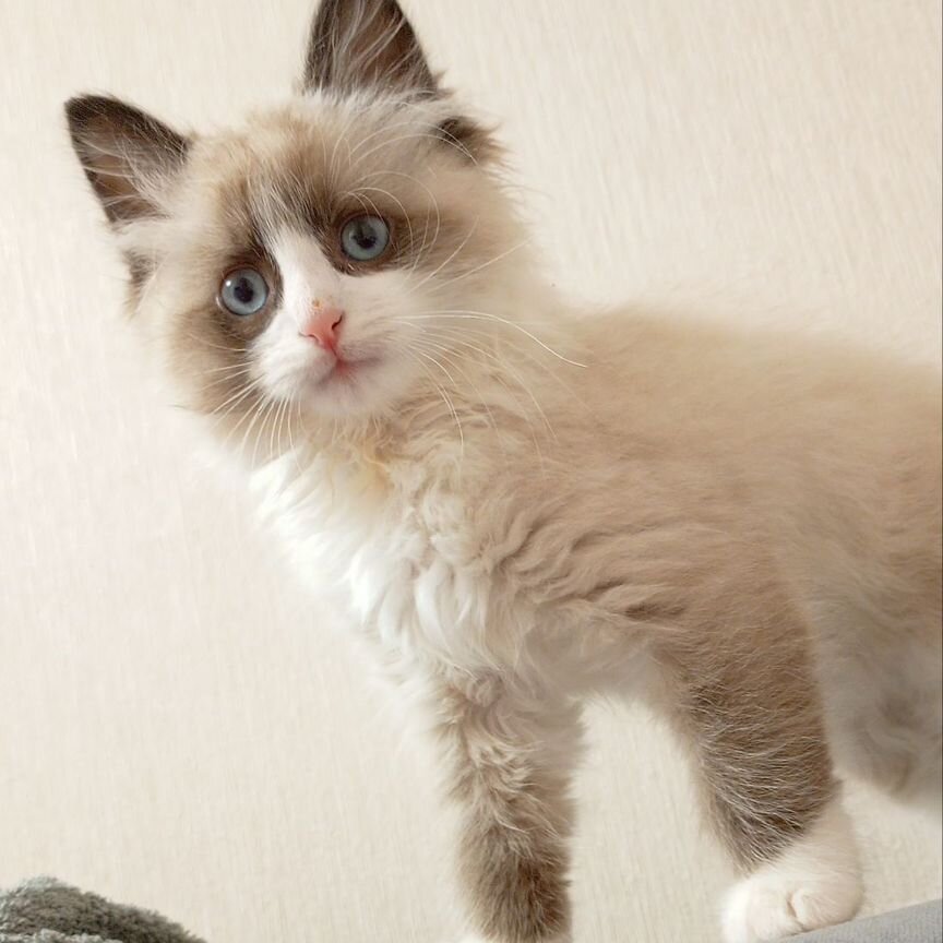 Котята привитые