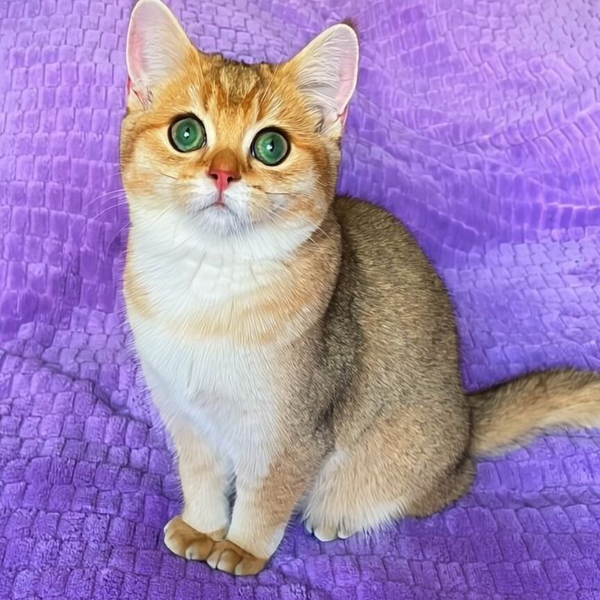 Шотландский прямоухий короткошёрстный котёнок