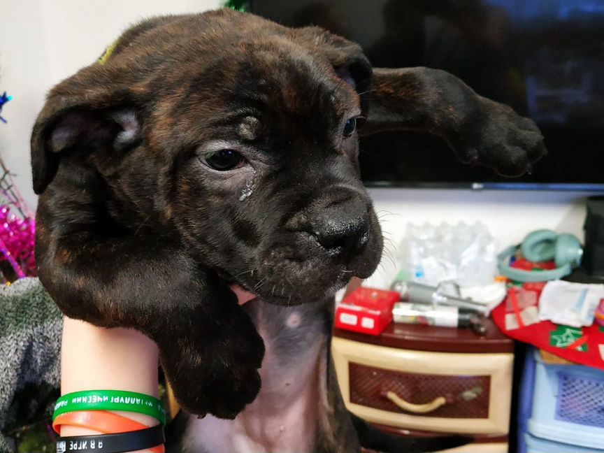 Собака щенки Кане Корсо